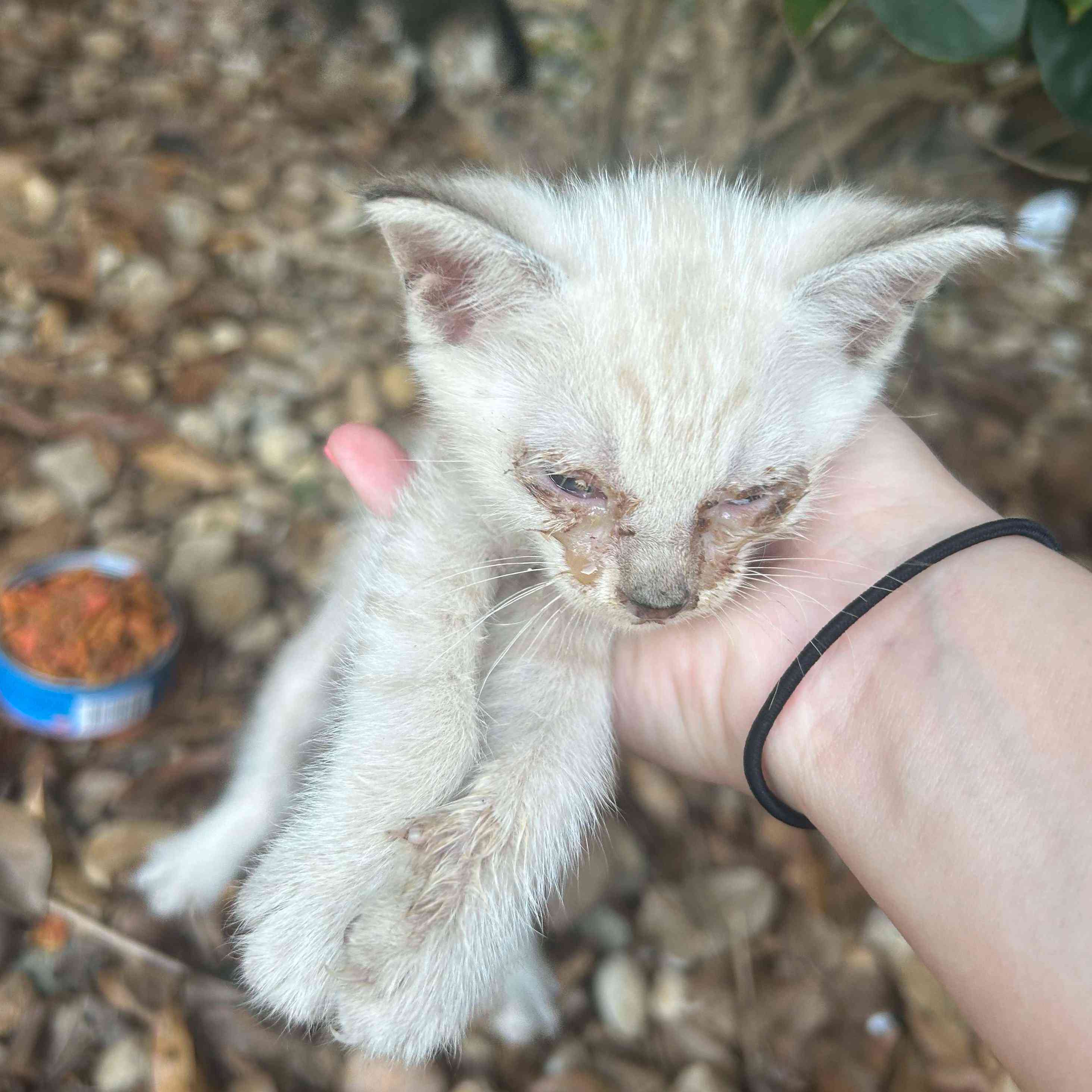 Donate to Pinky | Support animal welfare with CUDDLY