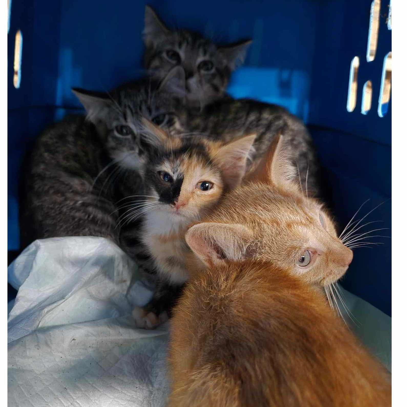 Donate to Richland Cat Colony | Support animal welfare with CUDDLY