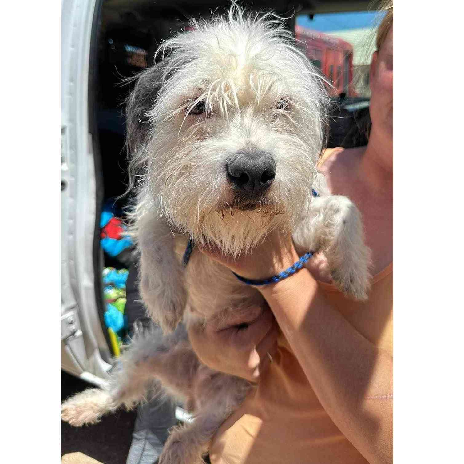 Donate to Juno | Support animal welfare with CUDDLY