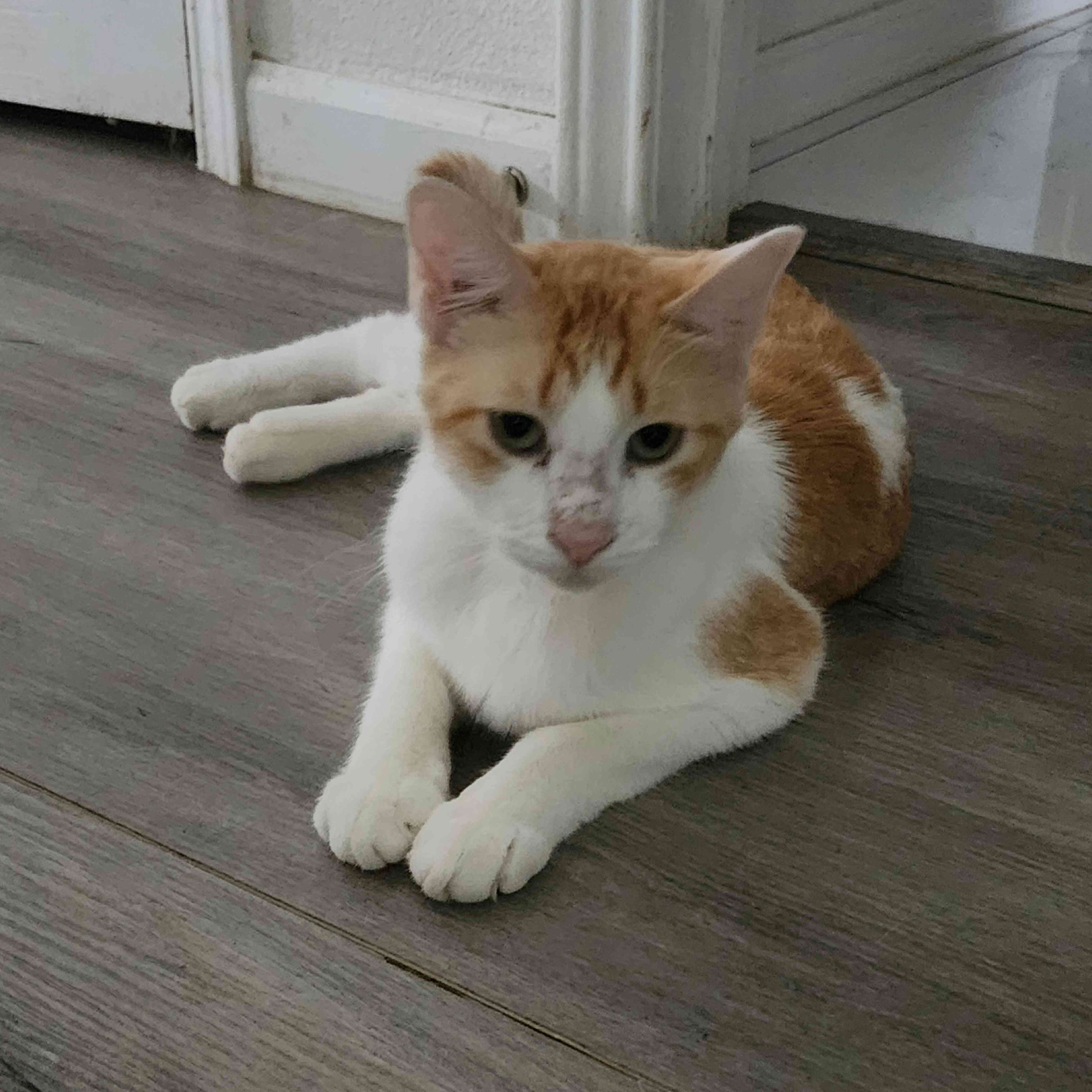 Donate to Striper | Support animal welfare with CUDDLY