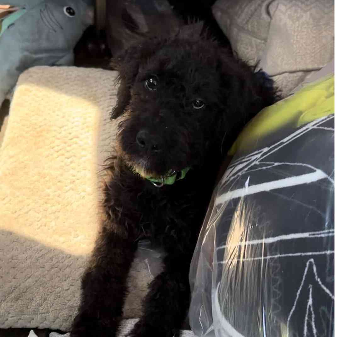 Donate to Simone | Support animal welfare with CUDDLY