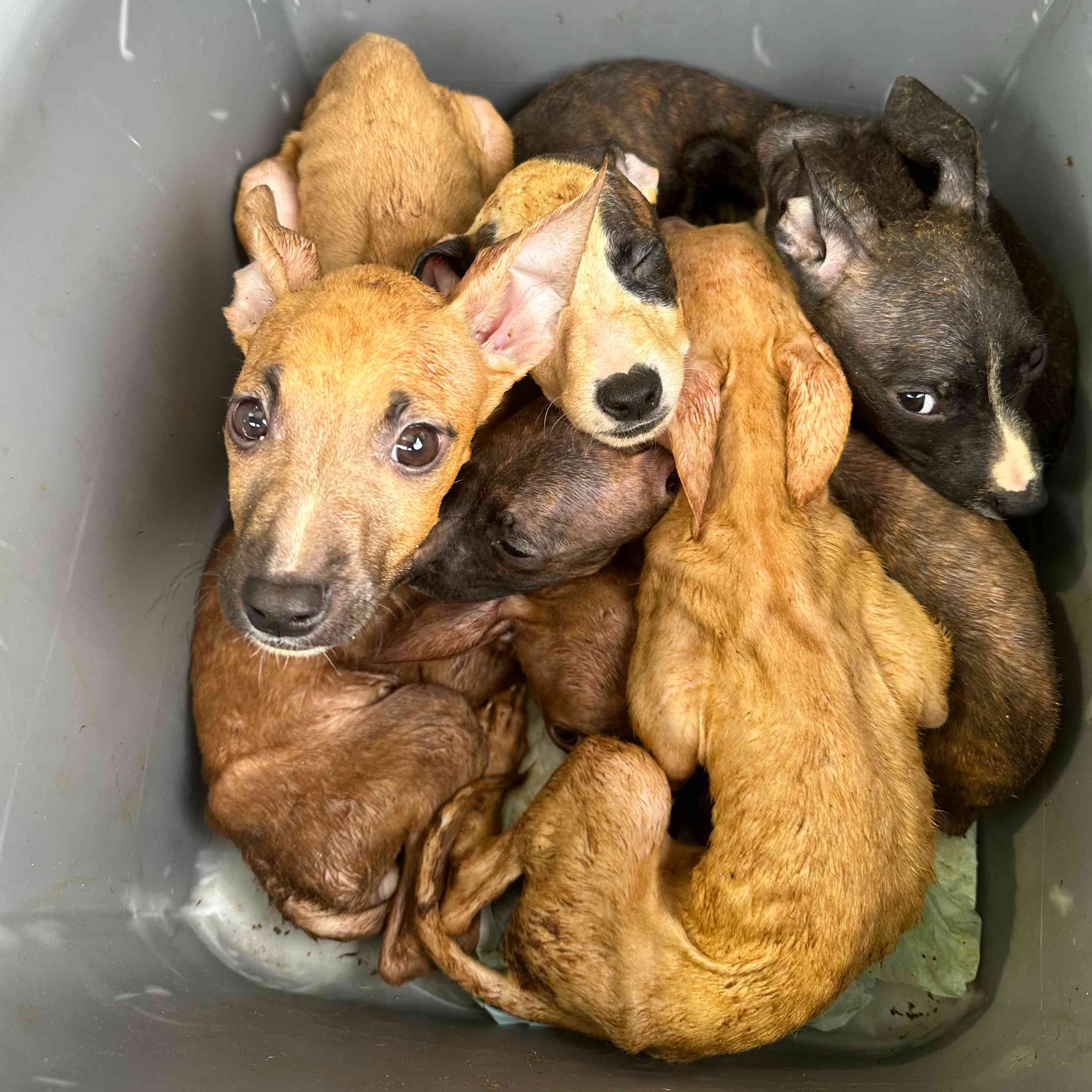 Donate to These 6 Pups | Support animal welfare with CUDDLY