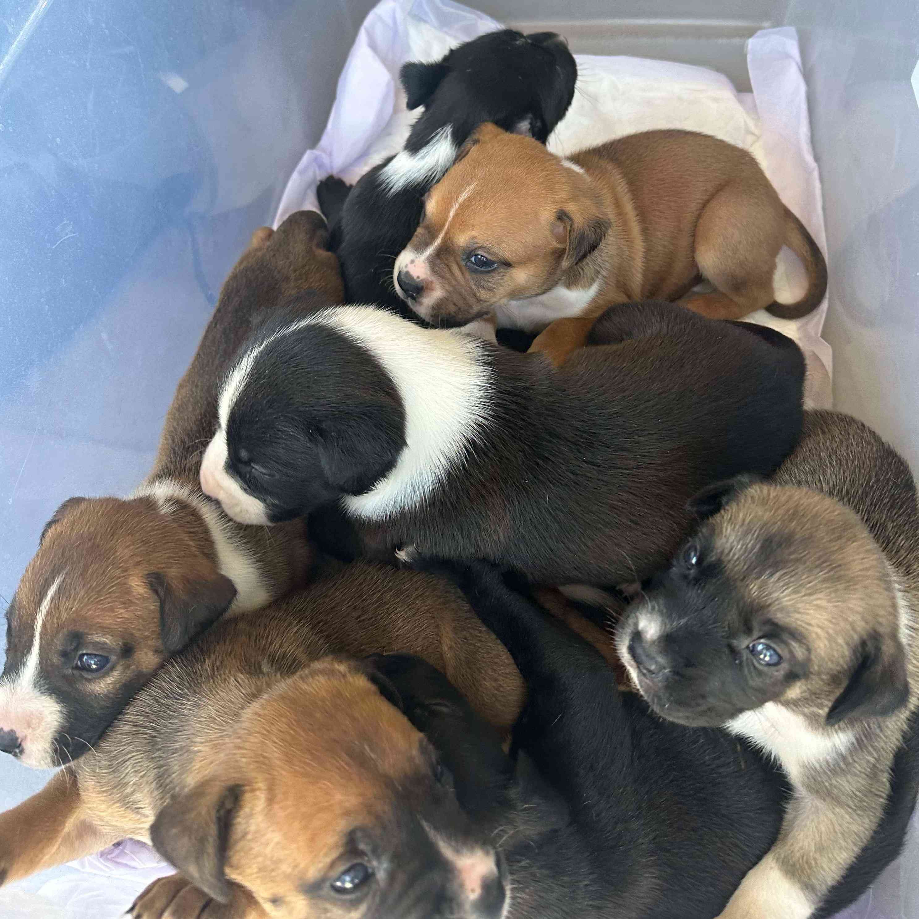 Donate to These Helpless Puppies | Support animal welfare with CUDDLY