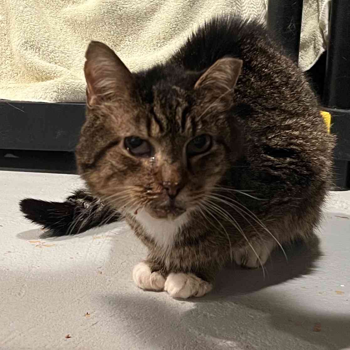 Donate to OK | Support animal welfare with CUDDLY