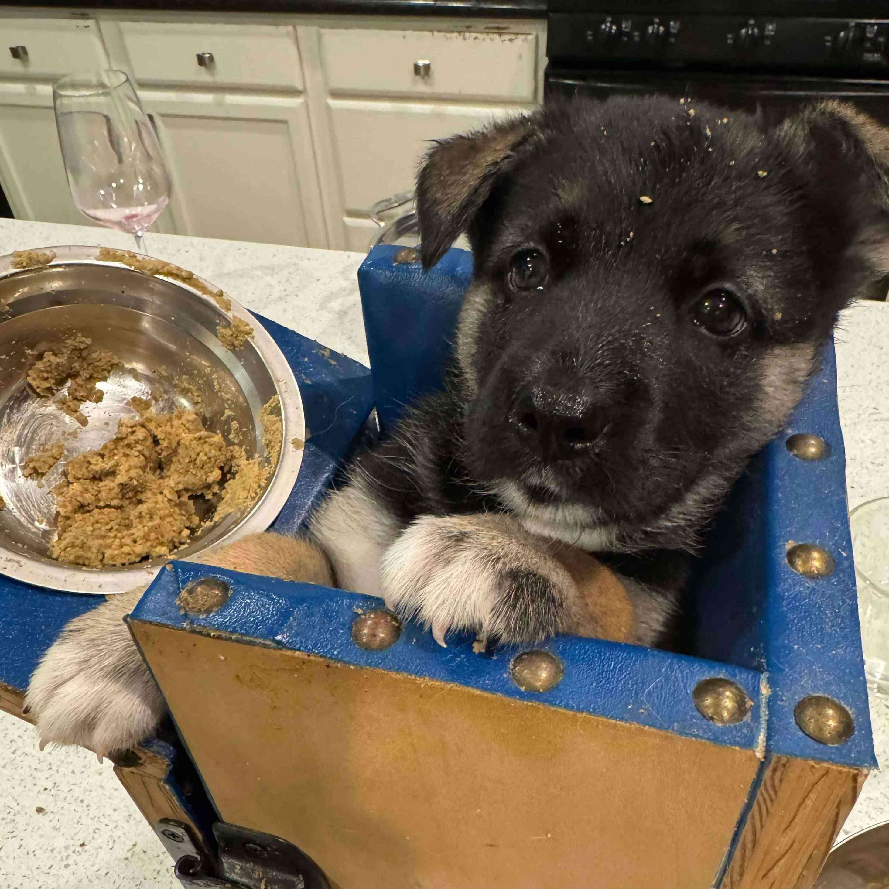 Donate to 10 Puppies | Support animal welfare with CUDDLY