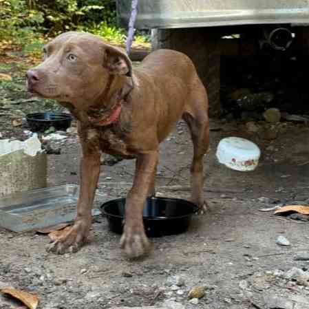 Donate to Jenkins | Support animal welfare with CUDDLY