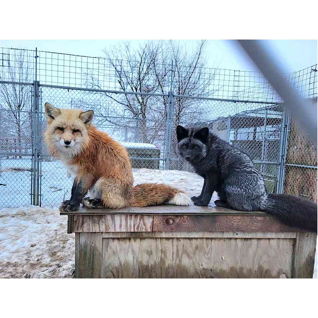 Donate to Stock Our Pantry | Support animal welfare with CUDDLY