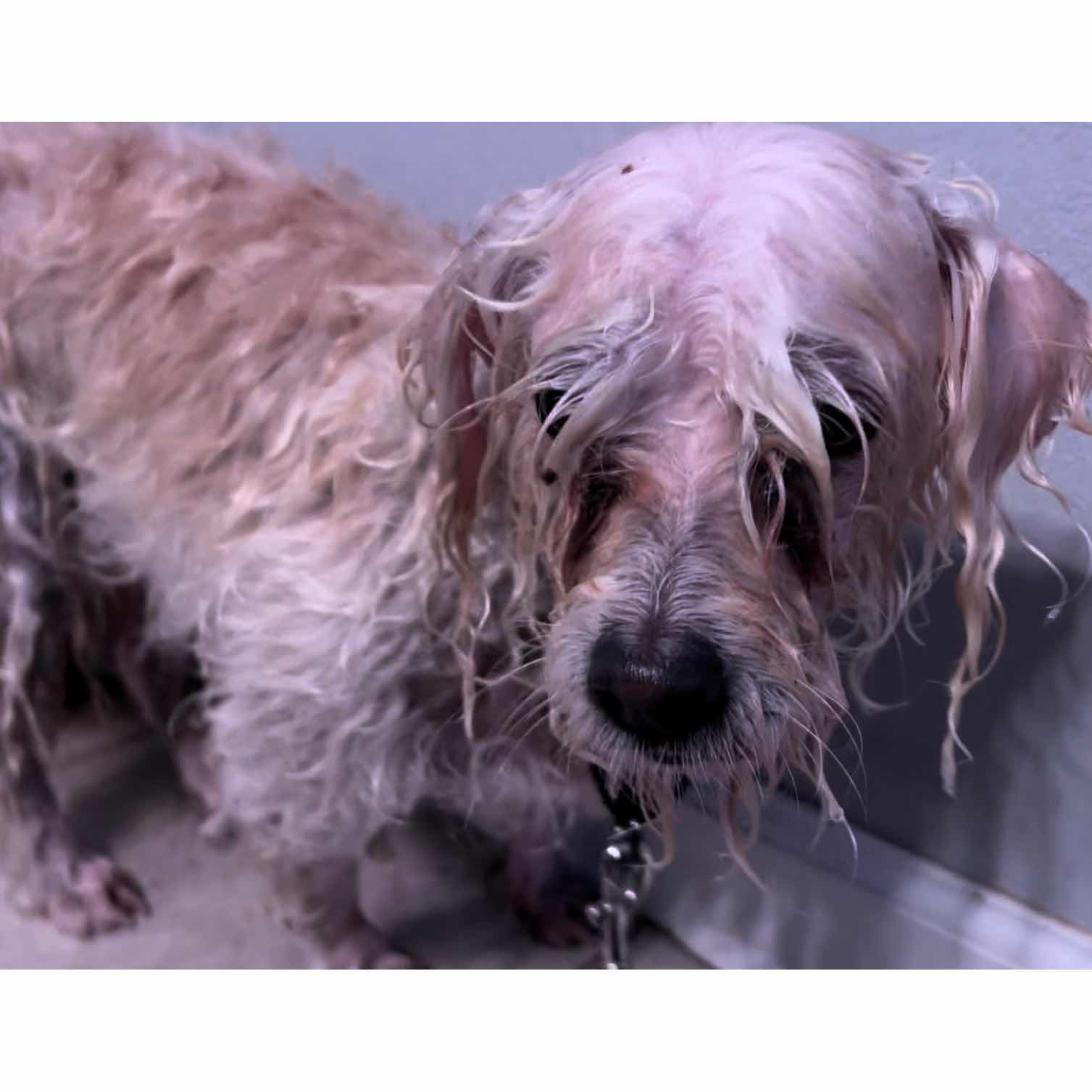 Donate to Ellie Mae | Support animal welfare with CUDDLY