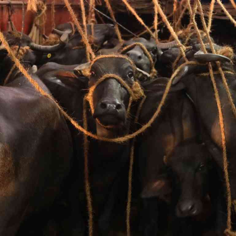 Donate to 57 Helpless Souls | Support animal welfare with CUDDLY