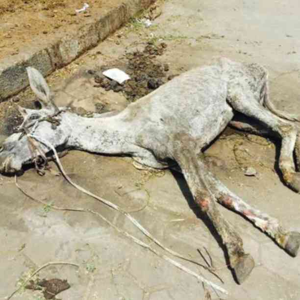 Donate to Help These Hurting Animals | Support animal welfare with CUDDLY