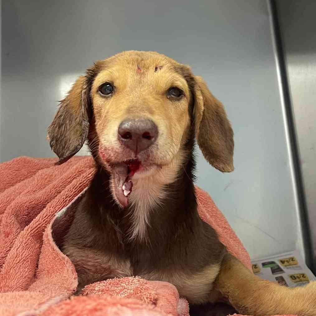 Donate to Drayton | Support animal welfare with CUDDLY