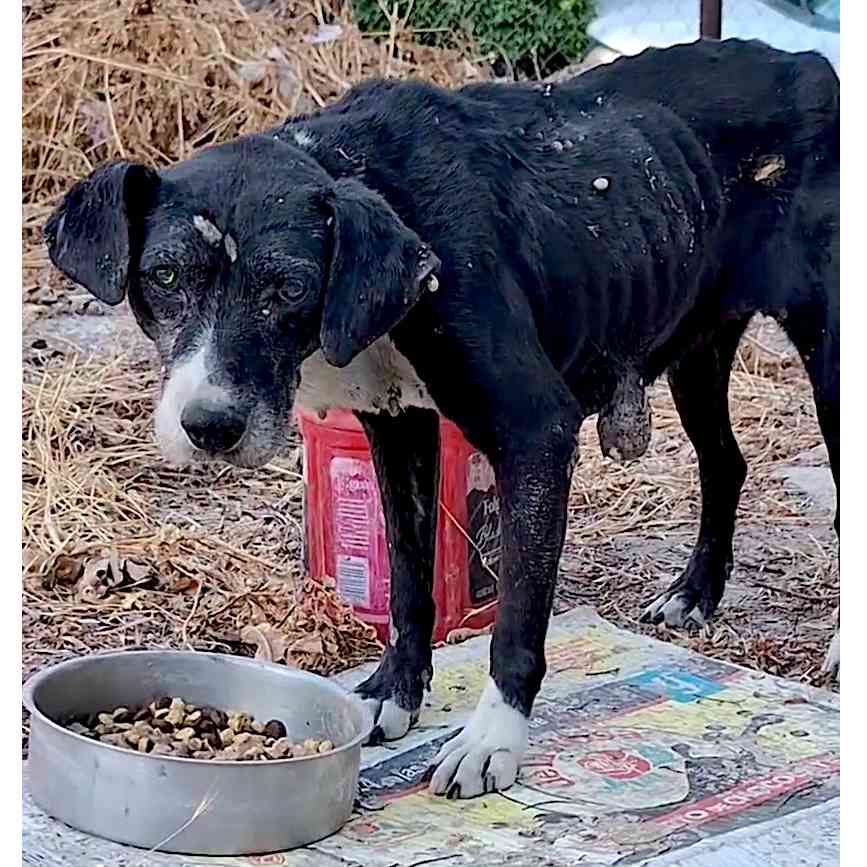 Donate to Food Drive For Tijuana Street Dogs | Support animal welfare ...