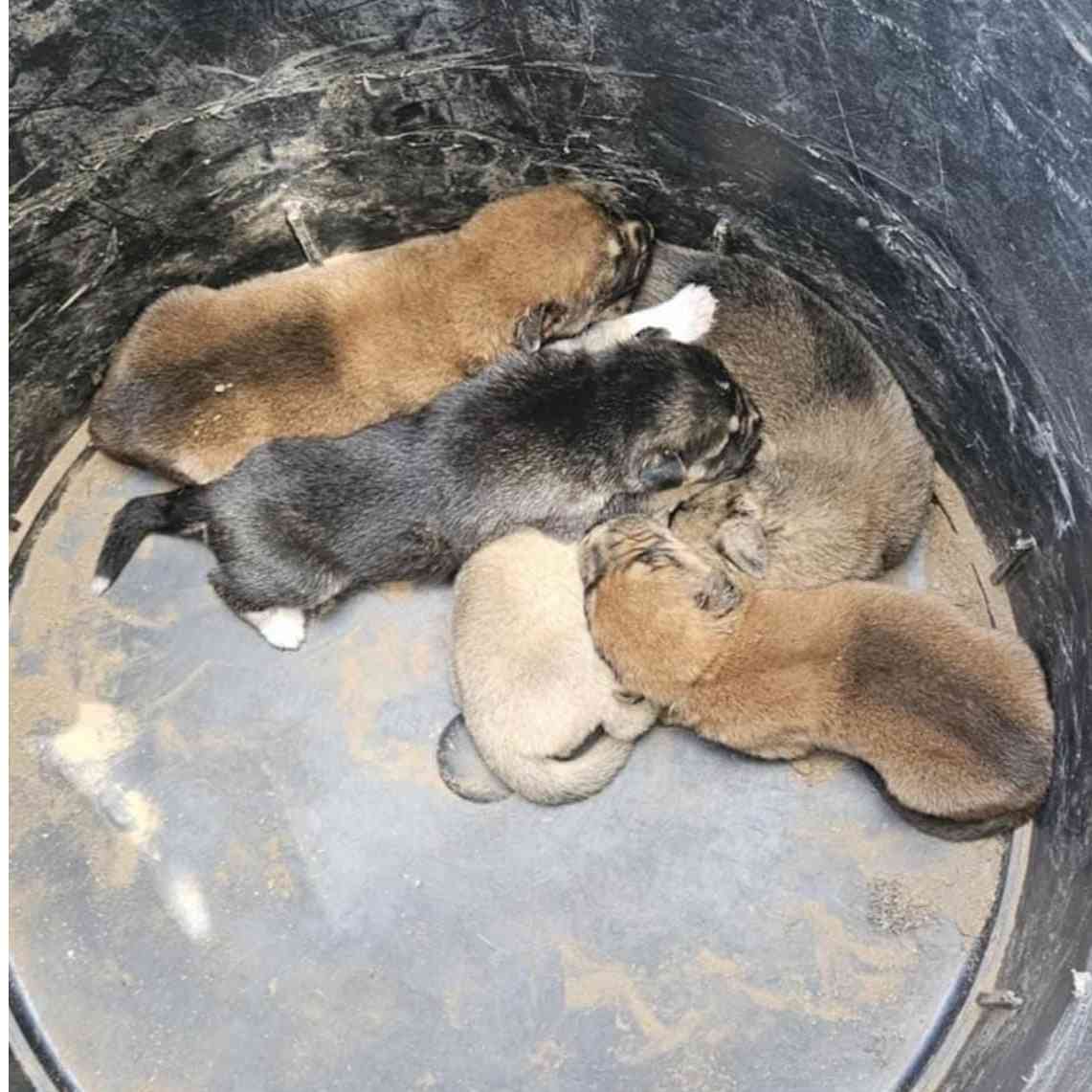 Donate to These Newborn Puppies | Support animal welfare with CUDDLY