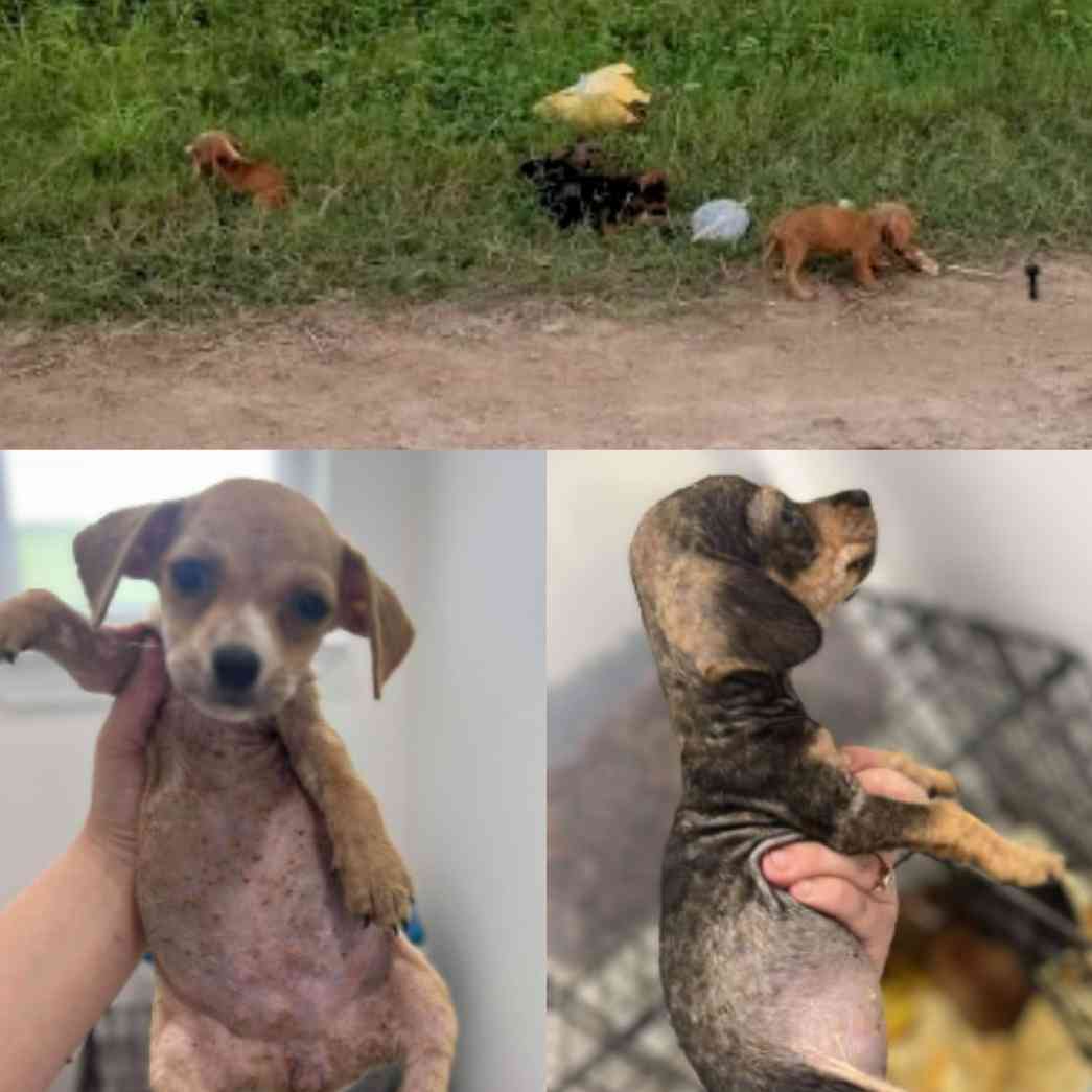 Donate to These Meadow Puppies | Support animal welfare with CUDDLY