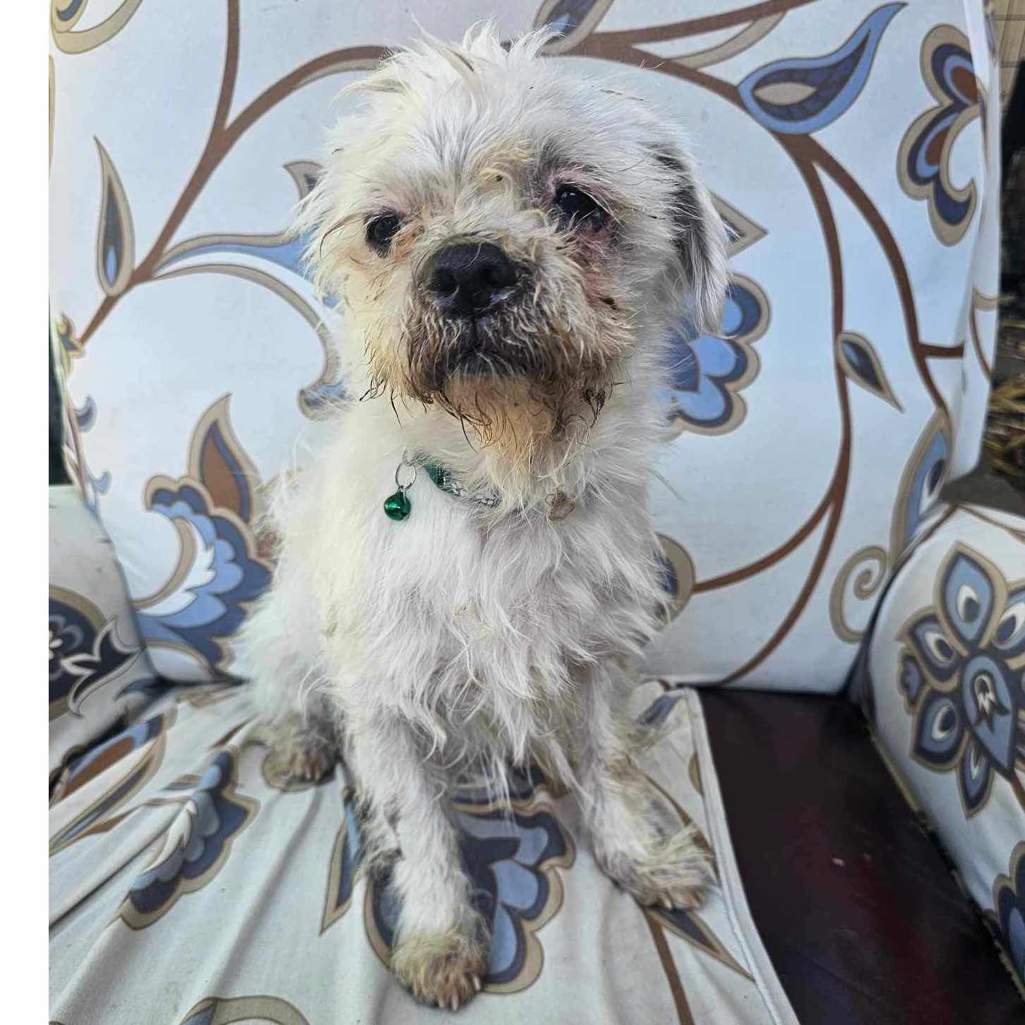 Donate to Shay Shay, Emoji, and Tamuki | Support animal welfare with CUDDLY