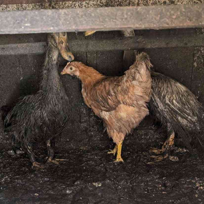 Donate to These Suffering Animals | Support animal welfare with CUDDLY