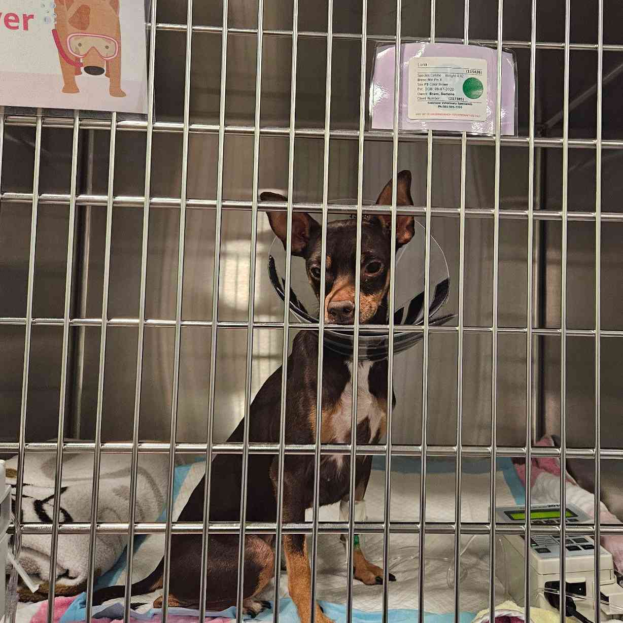 Donate to Wonder Woman | Support animal welfare with CUDDLY