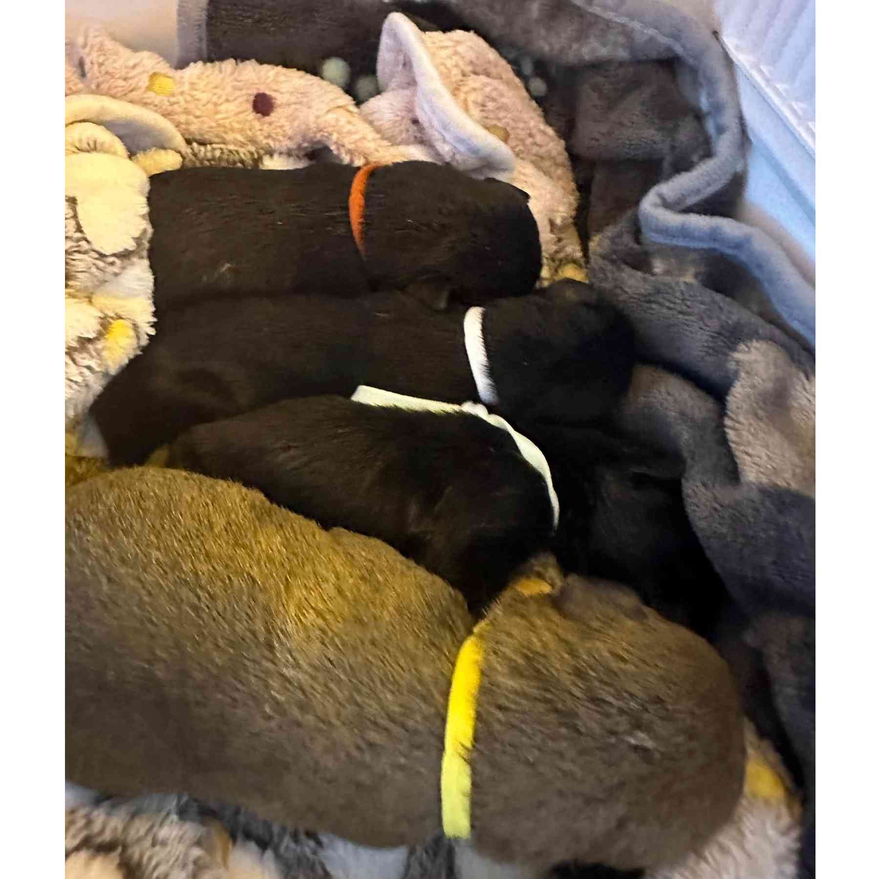 Donate to These Four Puppies | Support animal welfare with CUDDLY