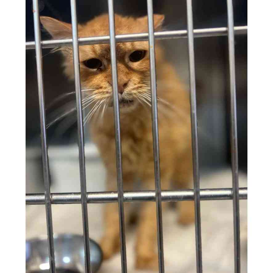 Donate to Our 200+ Sanctuary Cats | Support animal welfare with CUDDLY