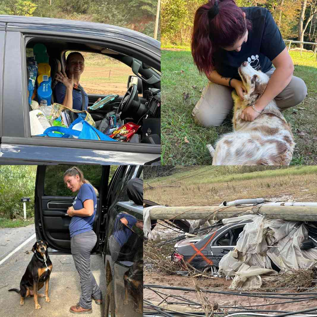 Donate to The Victims Of Hurricane Helene | Support animal welfare with ...