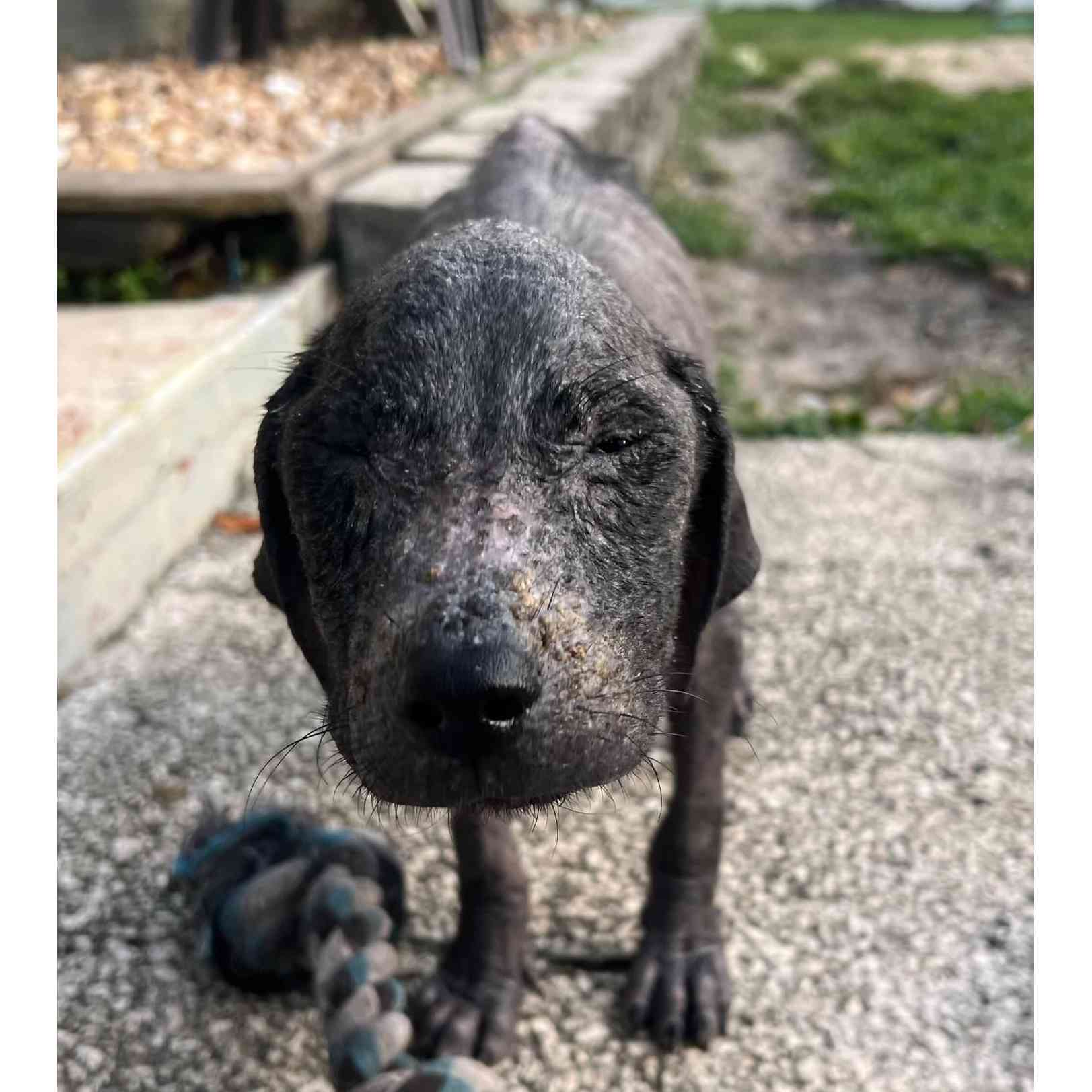 Donate to Minerva | Support animal welfare with CUDDLY