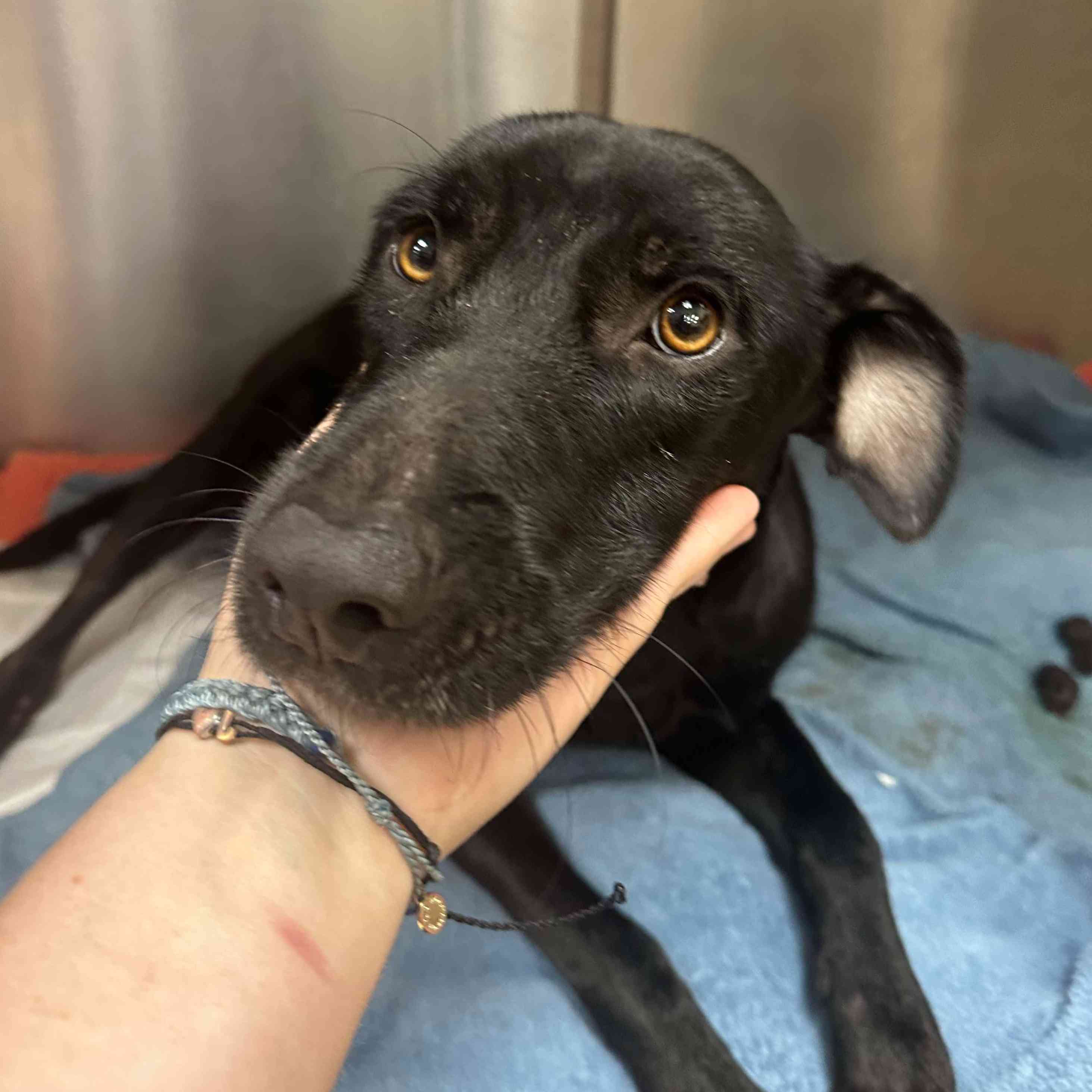 Donate to This Sweet Pup | Support animal welfare with CUDDLY