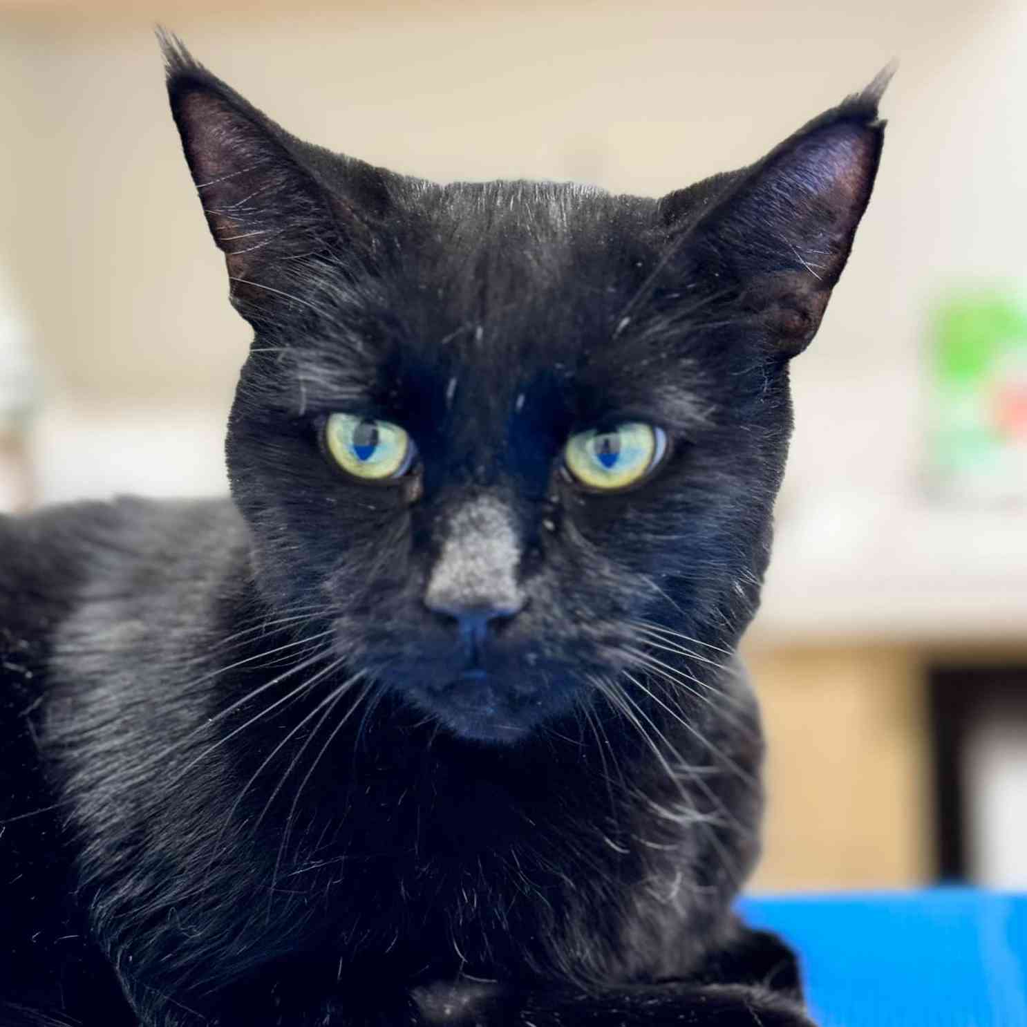 Donate to Murphy | Support animal welfare with CUDDLY