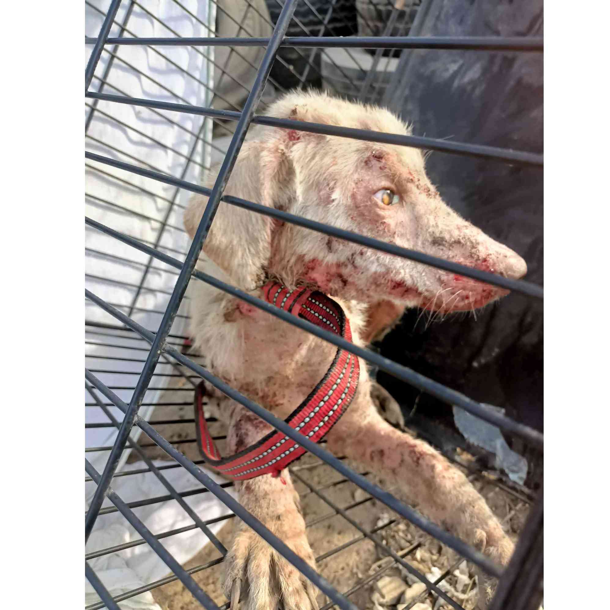 Donate to Milo | Support animal welfare with CUDDLY