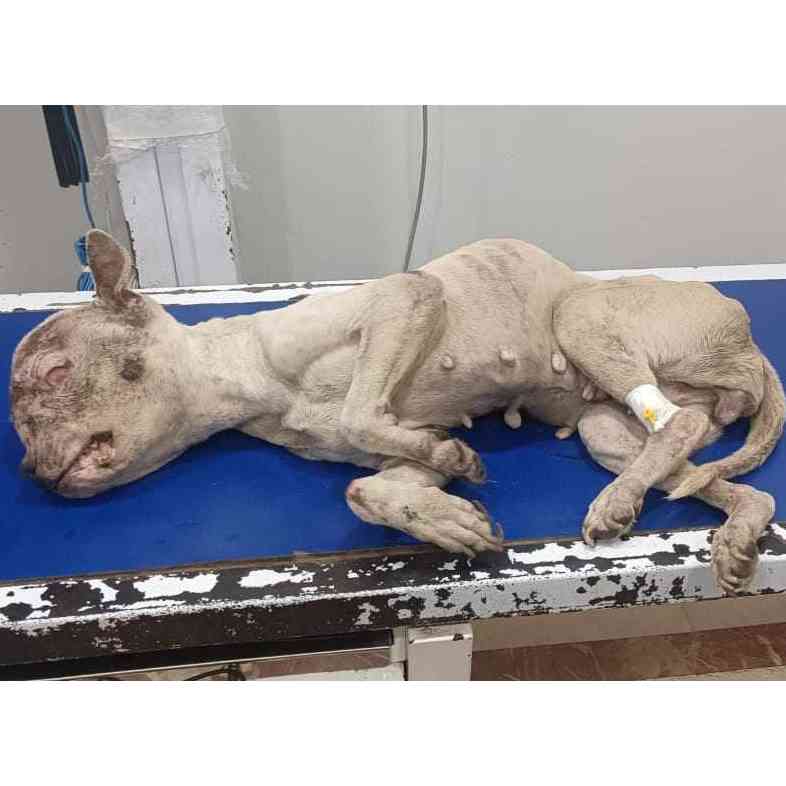 Donate to Us Save Over 700 Helpless Animals | Support animal welfare ...