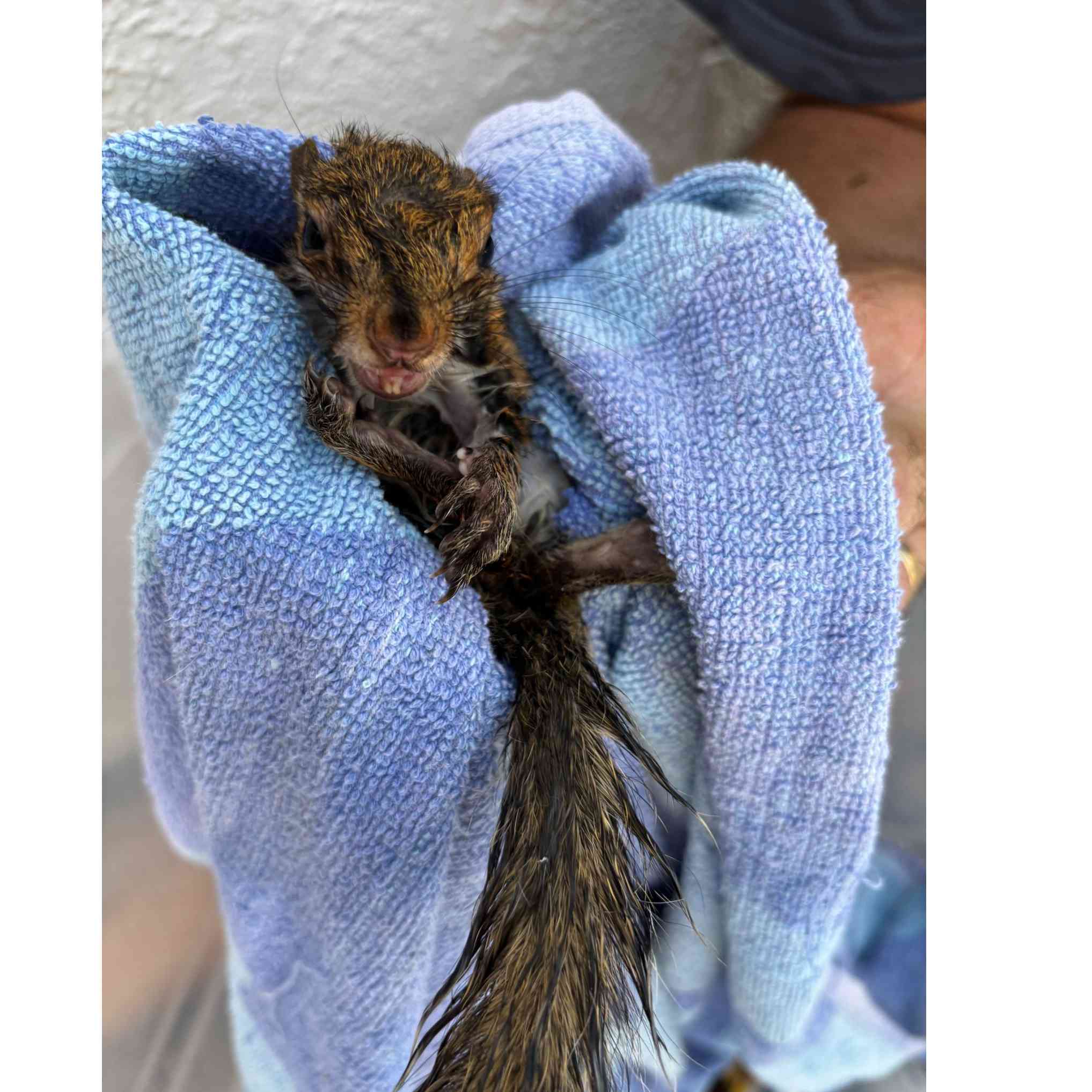 Donate to Our Hurricane Milton Relief Efforts | Support animal welfare ...