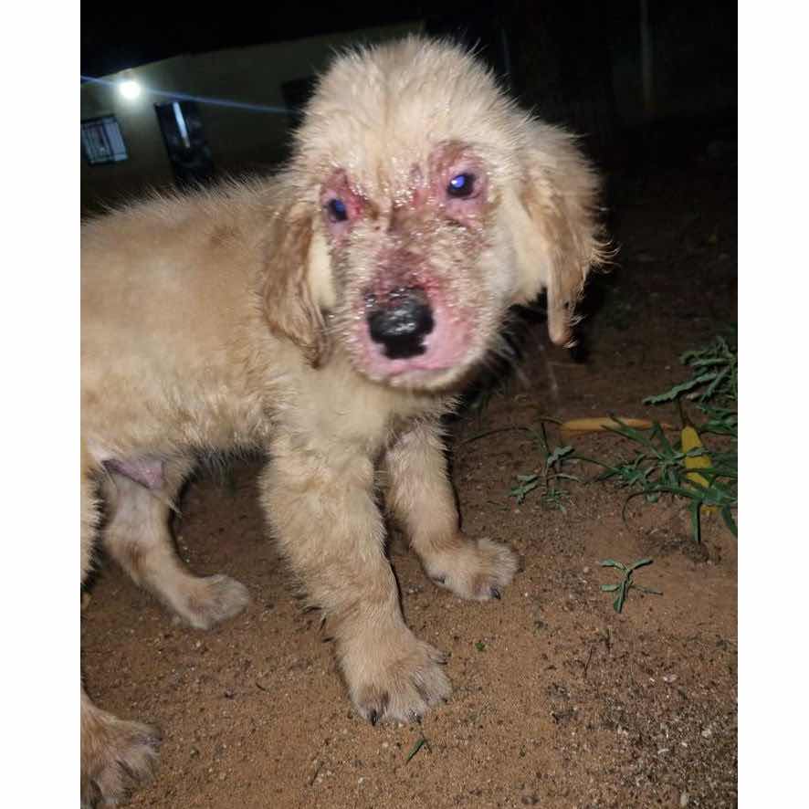 Donate to Koda | Support animal welfare with CUDDLY