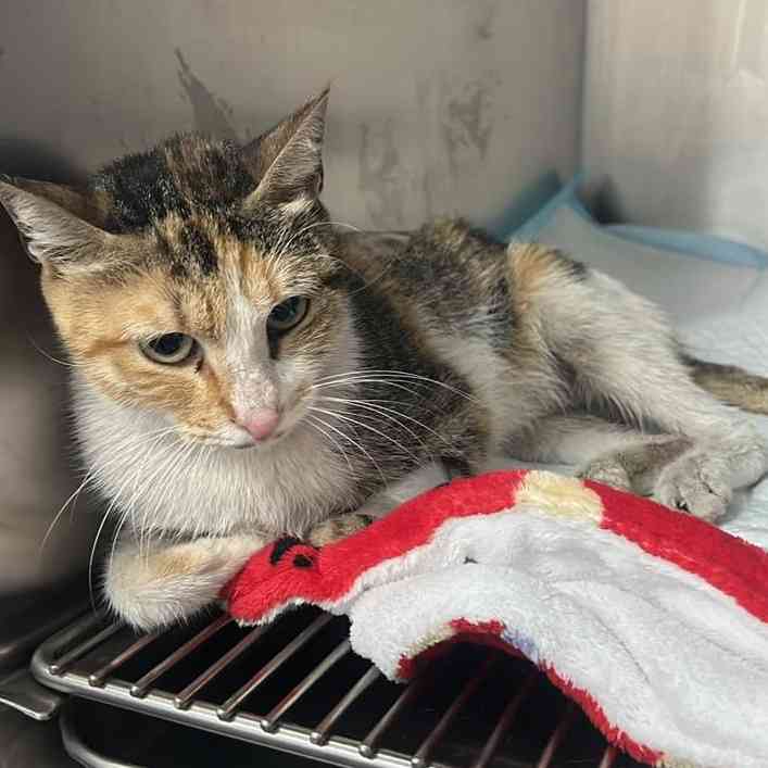 Donate to Chrissy | Support animal welfare with CUDDLY