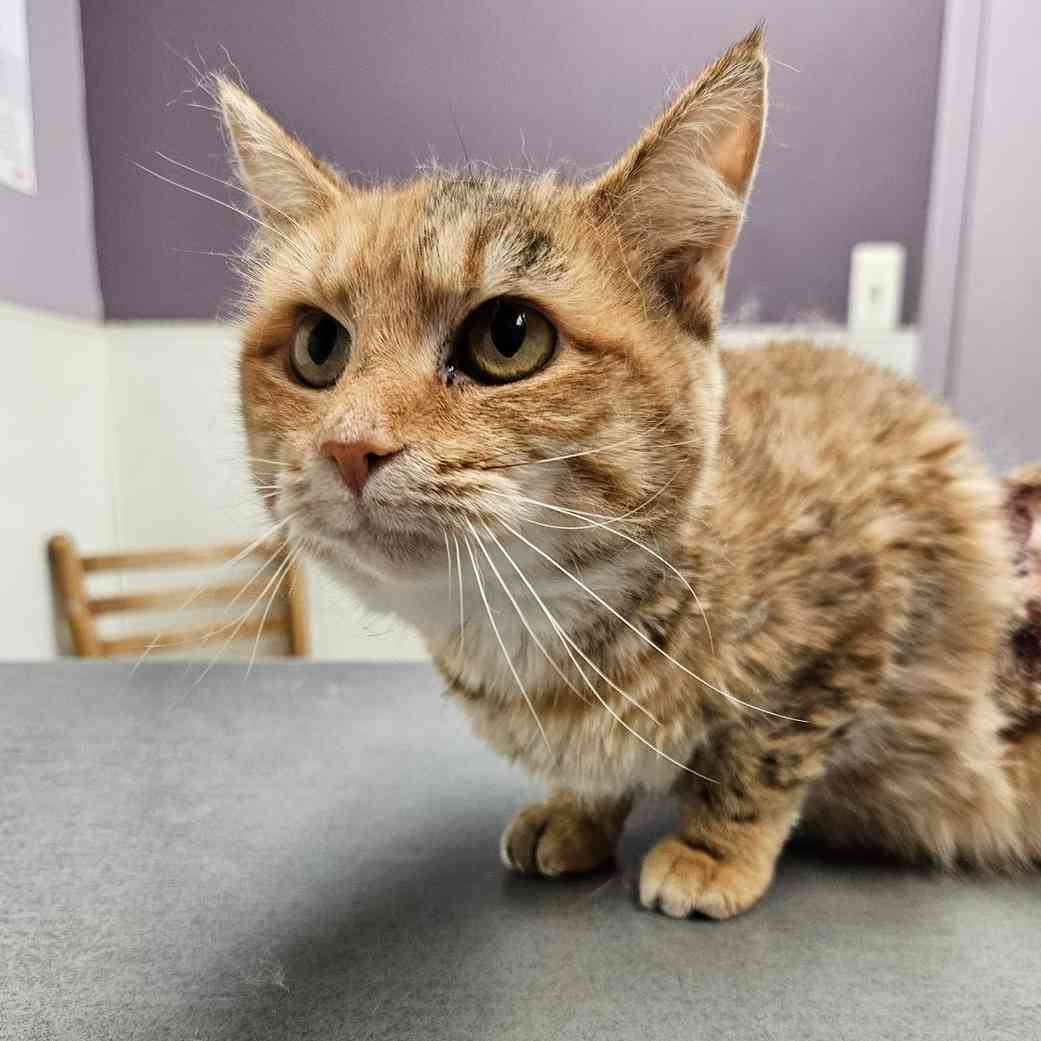 Donate to Poppy | Support animal welfare with CUDDLY