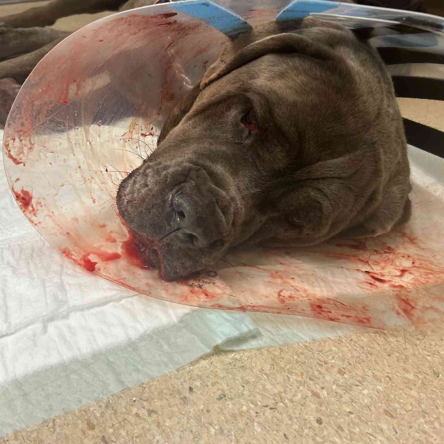 Donate to Nico | Support animal welfare with CUDDLY