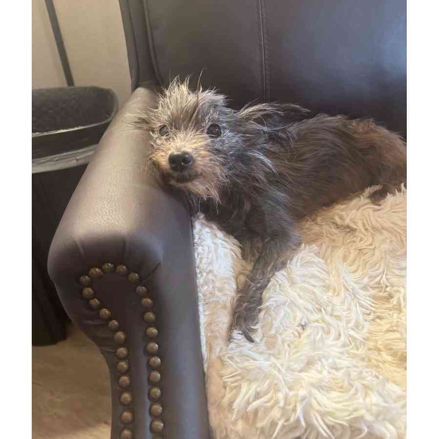 Donate to Ellie Sue | Support animal welfare with CUDDLY