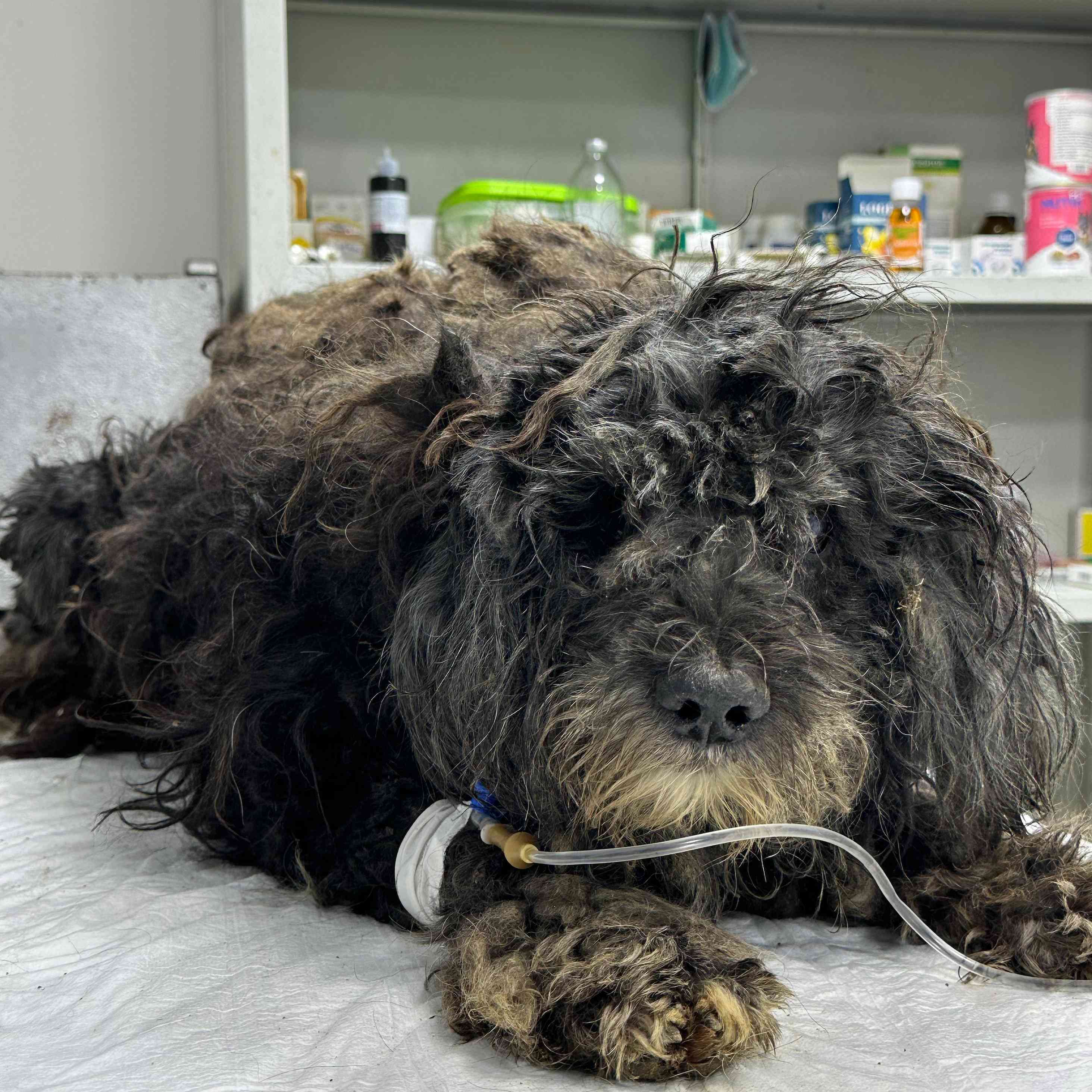 Donate to Fabio | Support animal welfare with CUDDLY