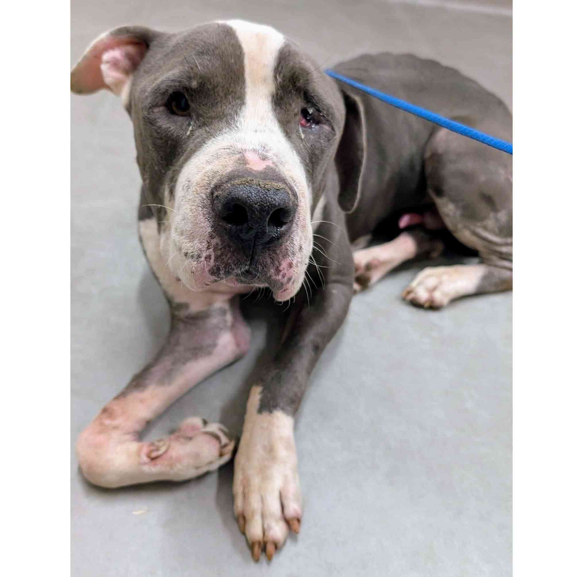 Donate to Duncan | Support animal welfare with CUDDLY