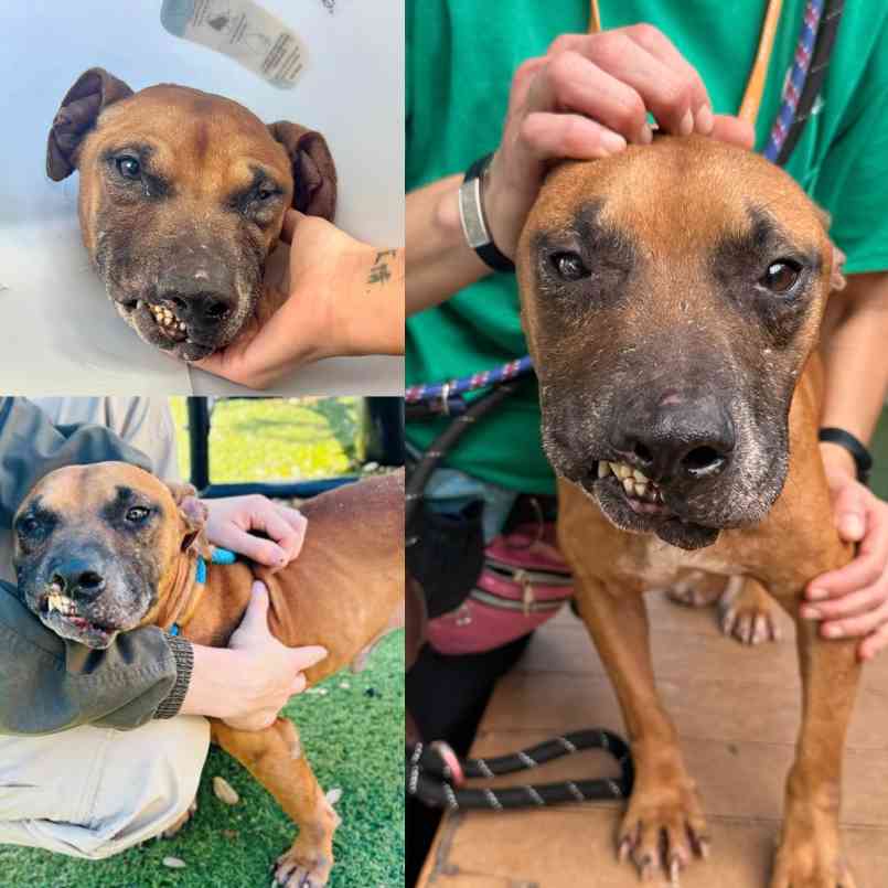 Donate to Harvey | Support animal welfare with CUDDLY