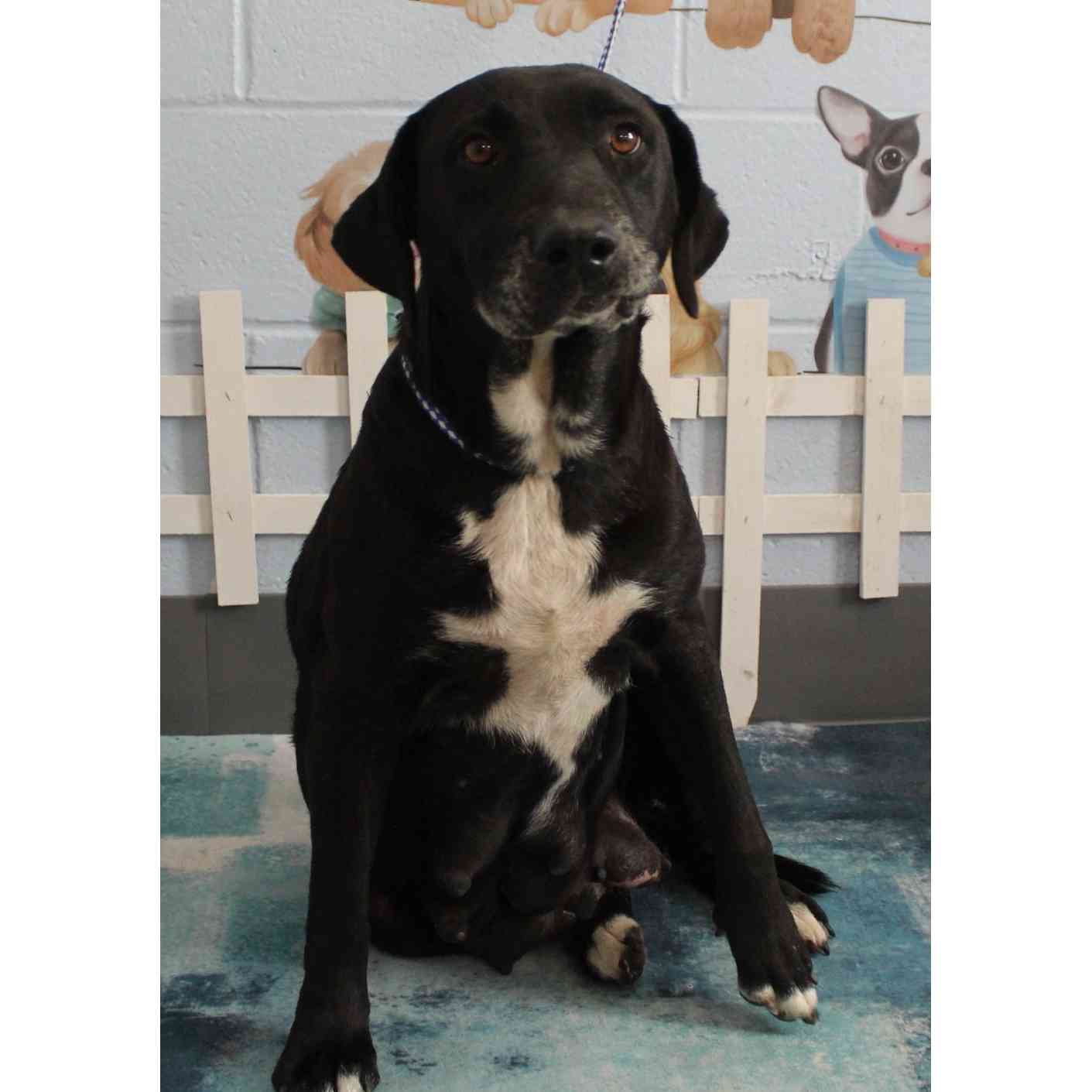 Donate to Doris | Support animal welfare with CUDDLY Donate to Doris | Support animal welfare with CUDDLY