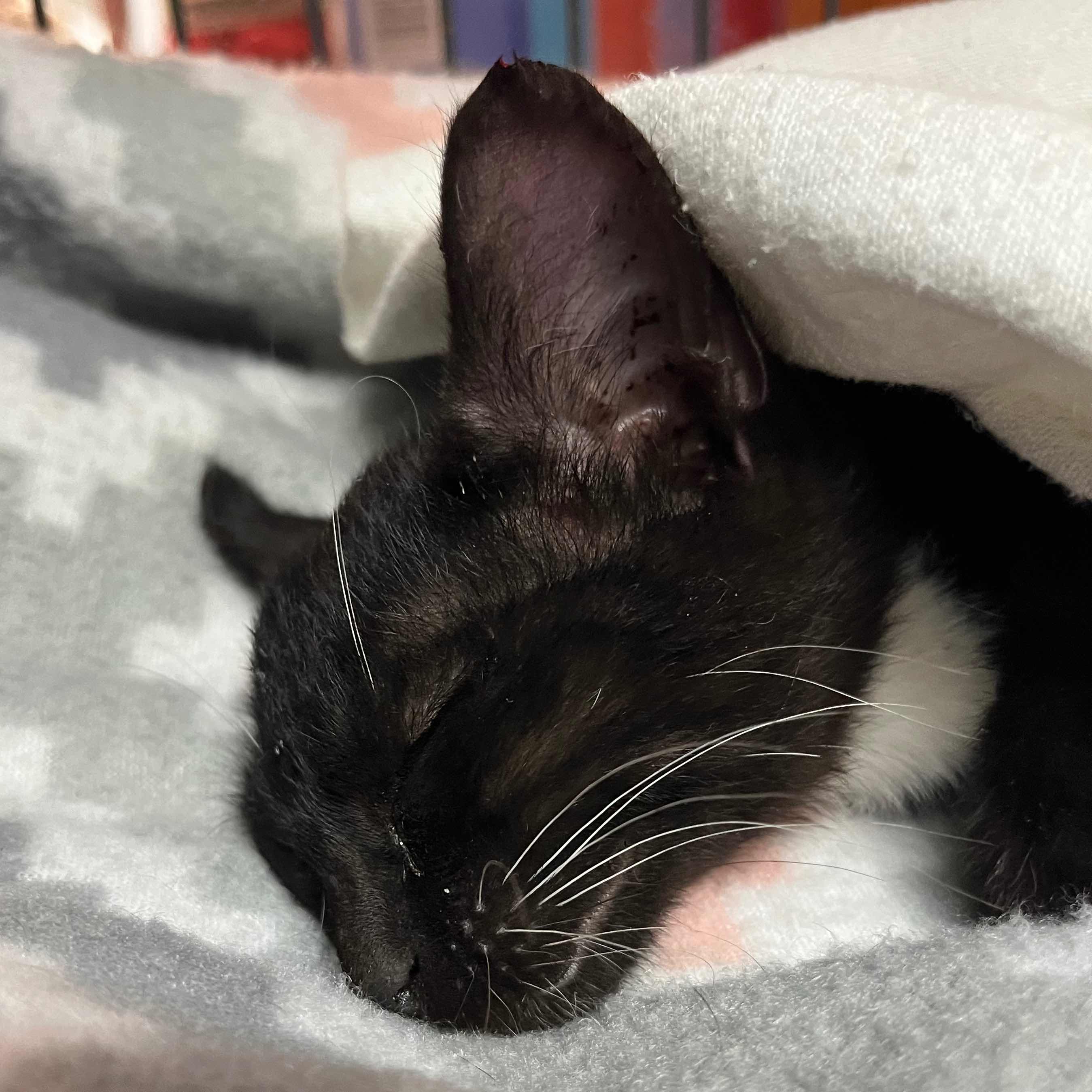 Donate to Jillian | Support animal welfare with CUDDLY