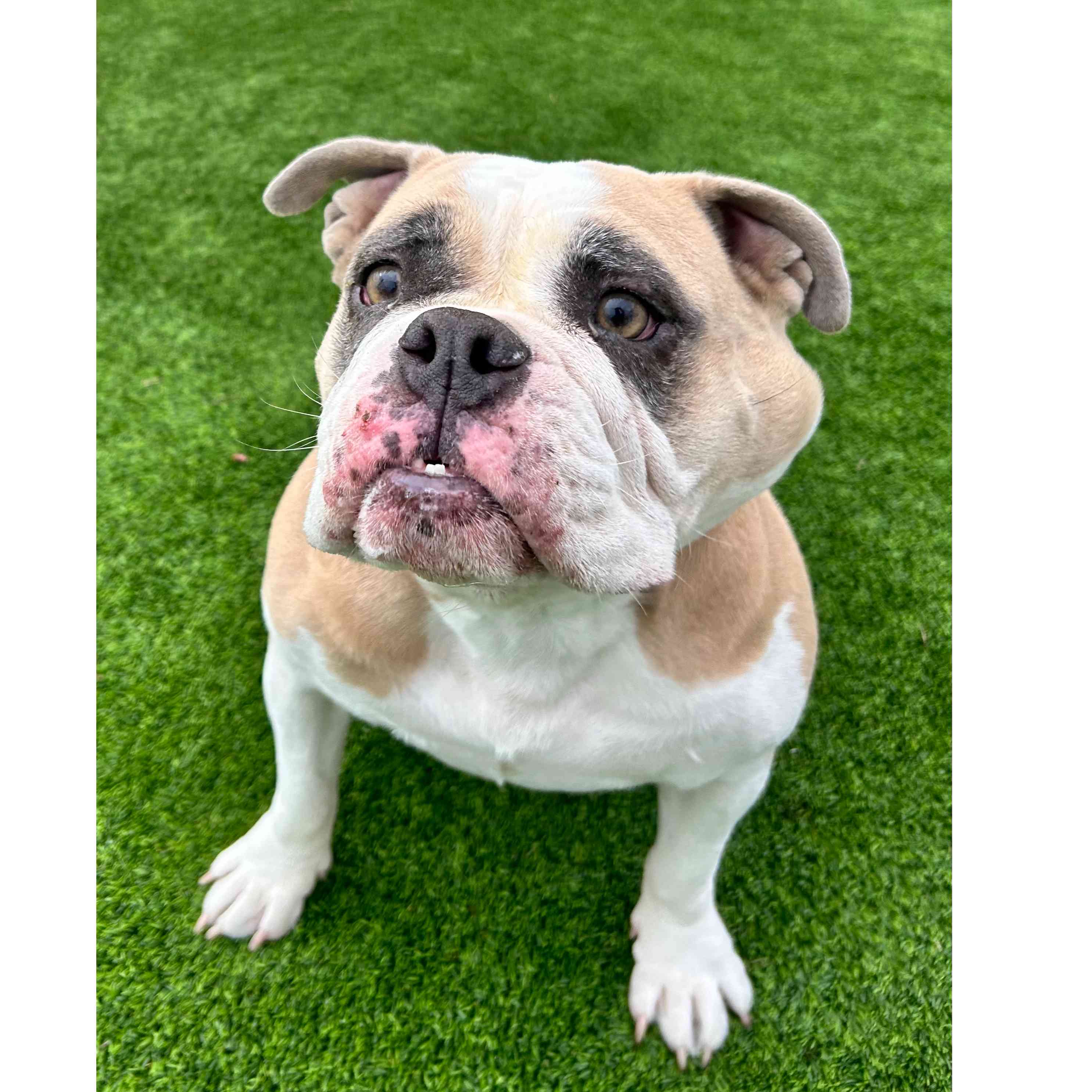 Donate to Greta | Support animal welfare with CUDDLY