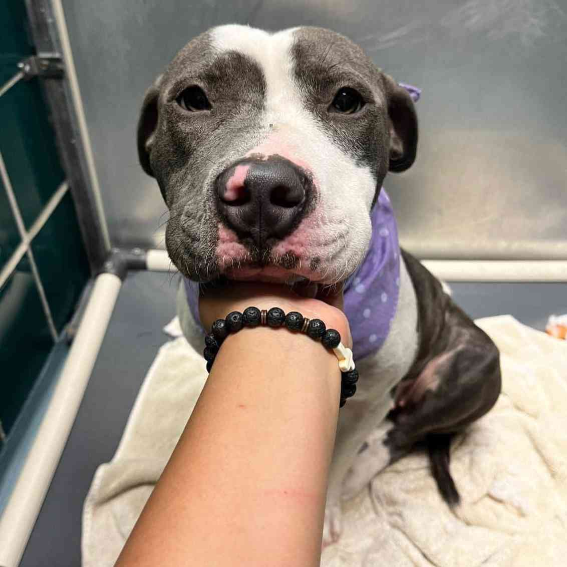 Donate to Chica & Her Puppies | Support animal welfare with CUDDLY