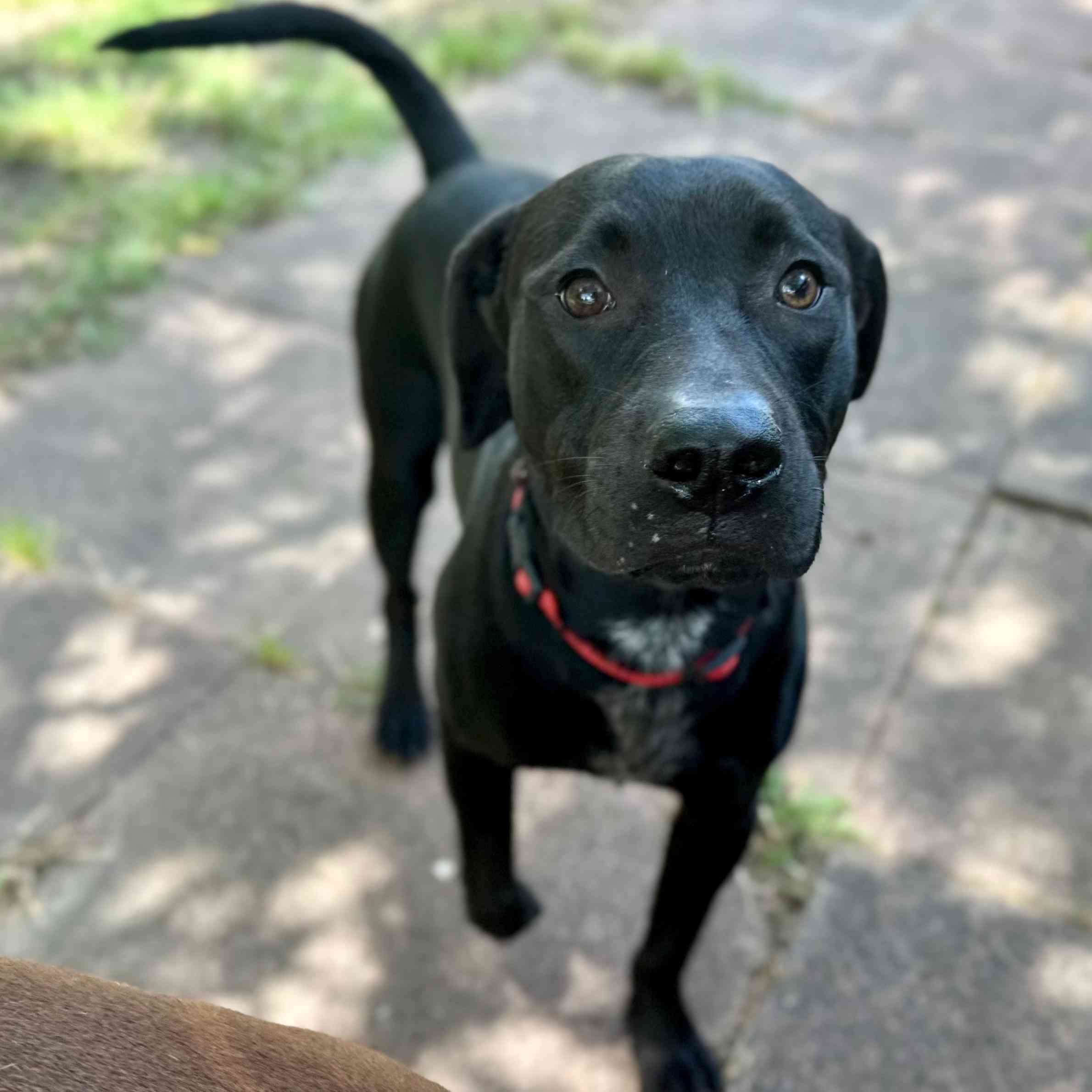 Donate to Flint | Support animal welfare with CUDDLY