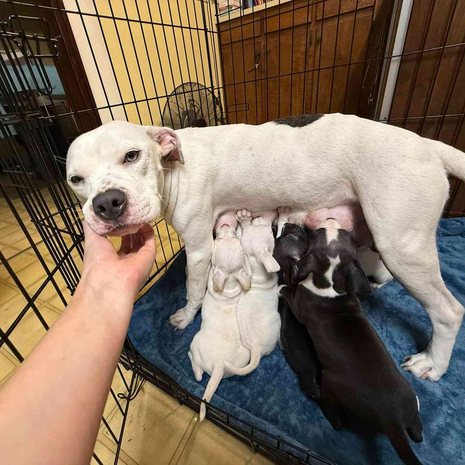 Donate to Save Our Rescue | Support animal welfare with CUDDLY