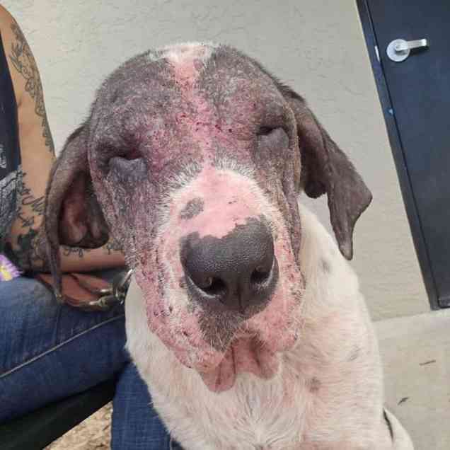 Donate to Juno | Support animal welfare with CUDDLY