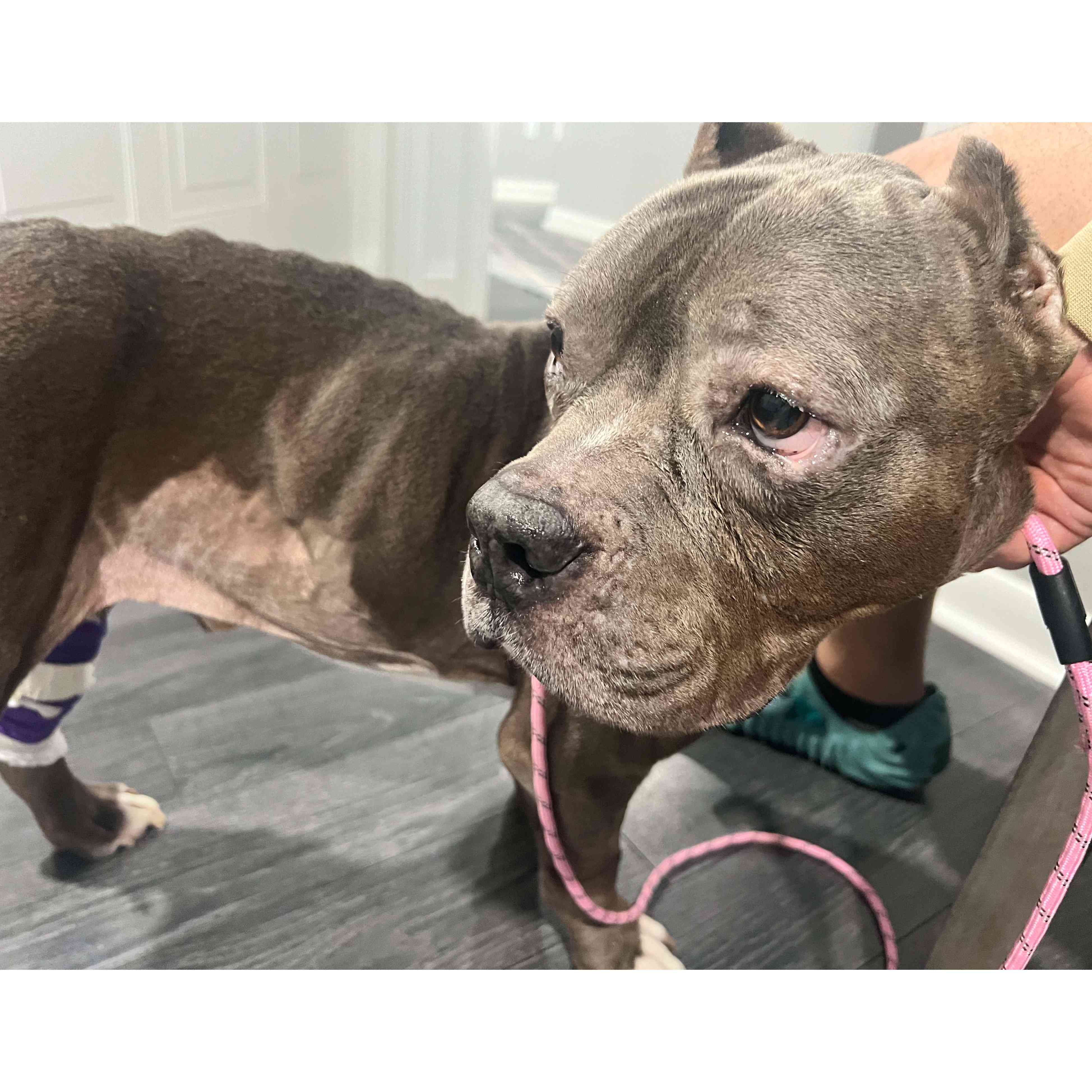 Donate to Tyson | Support animal welfare with CUDDLY