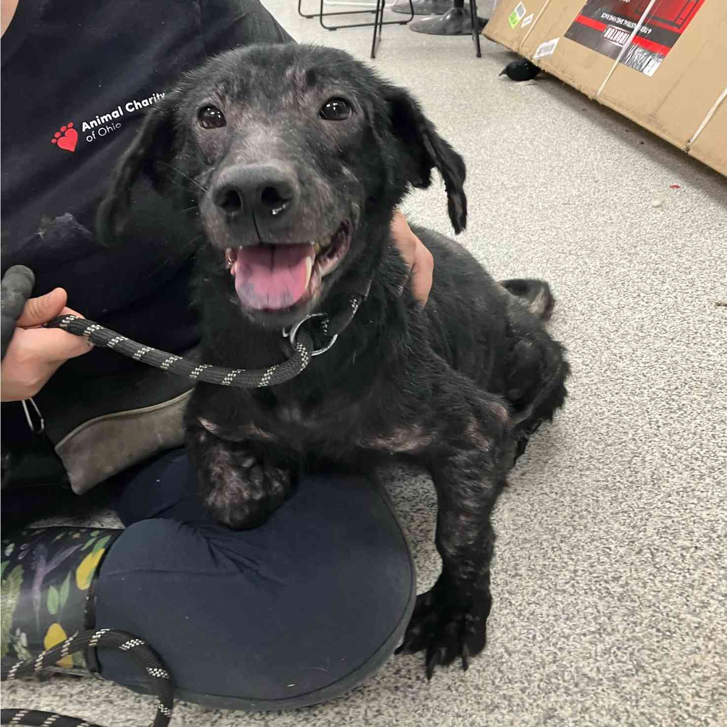 Donate to These 4 Neglected Pups | Support animal welfare with CUDDLY