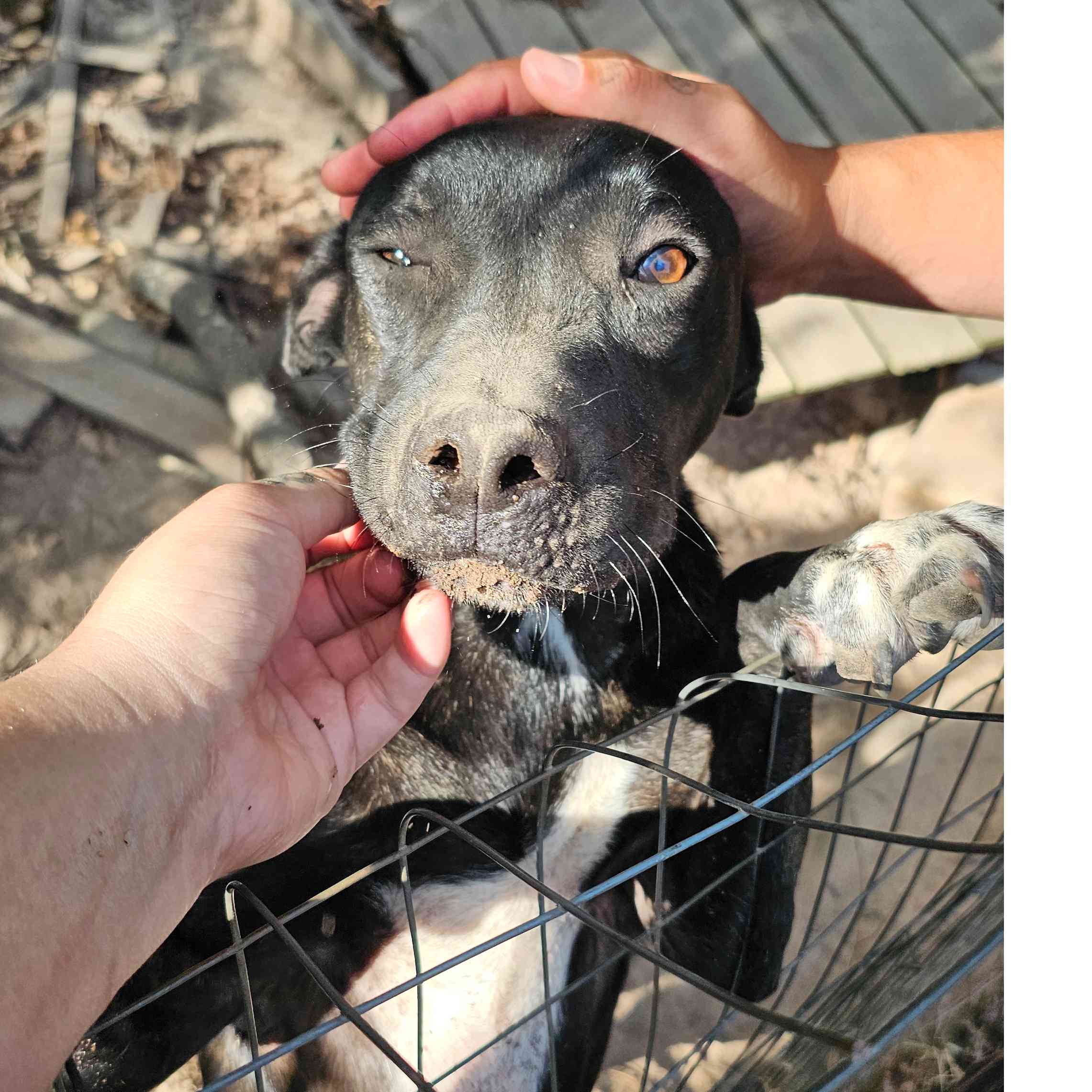 Donate to Mars | Support animal welfare with CUDDLY