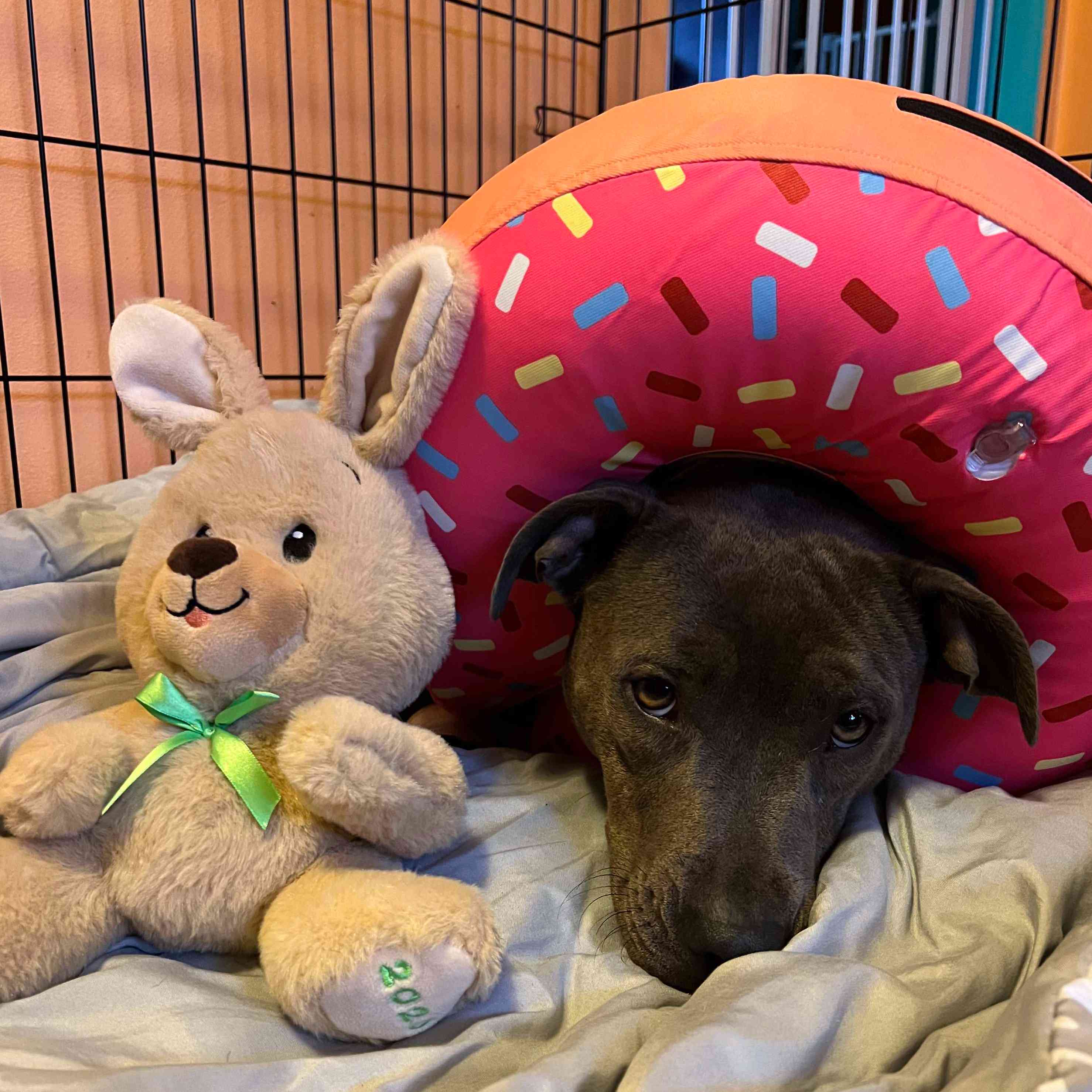 Donate to Lottie | Support animal welfare with CUDDLY