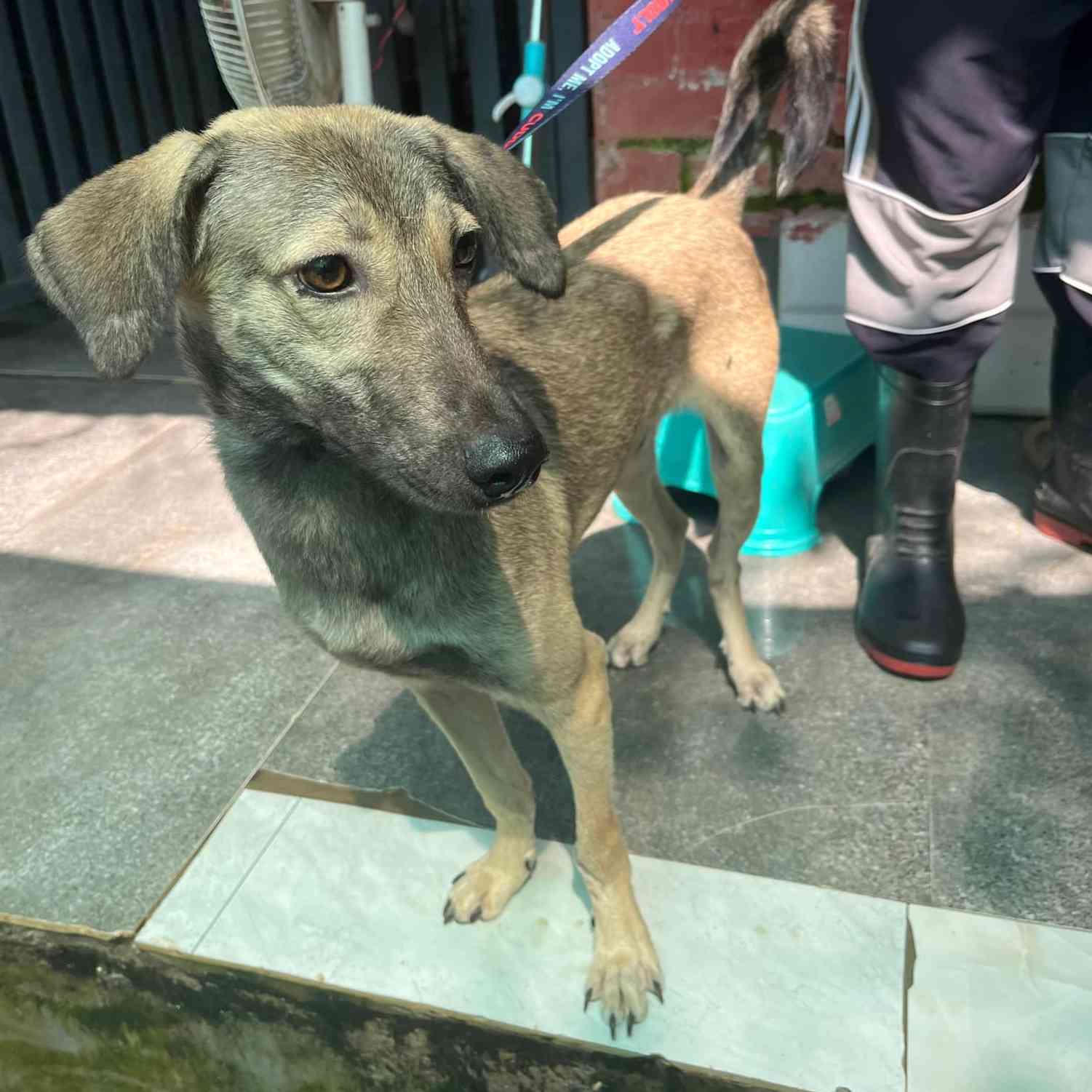 Donate to Mohan | Support animal welfare with CUDDLY